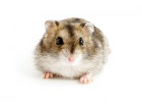 Chinese Dwarf Hamster: Exotic Hamster Breed Guide – Hamsteropedia