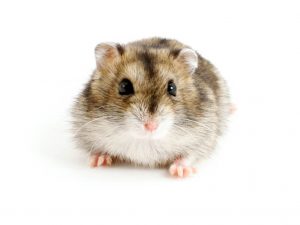 Djungarian Hamster: Everything to Know About the Breed – Hamsteropedia