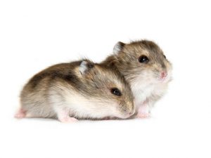 5 Popular Hamster Breeds Compared – Hamsteropedia
