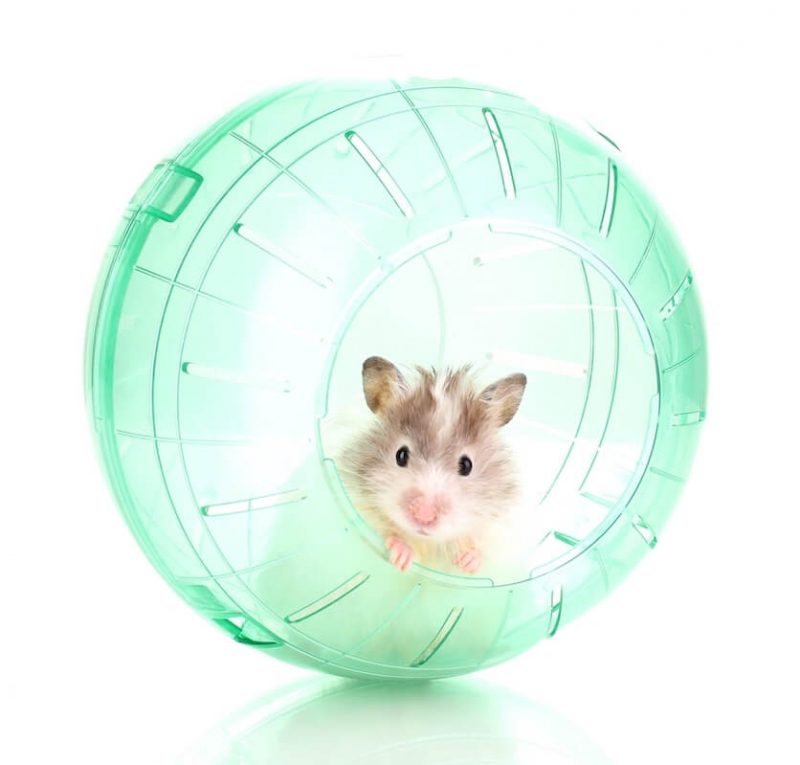 Hamster Ball Selection: What You Need to Know Before Purchasing ...