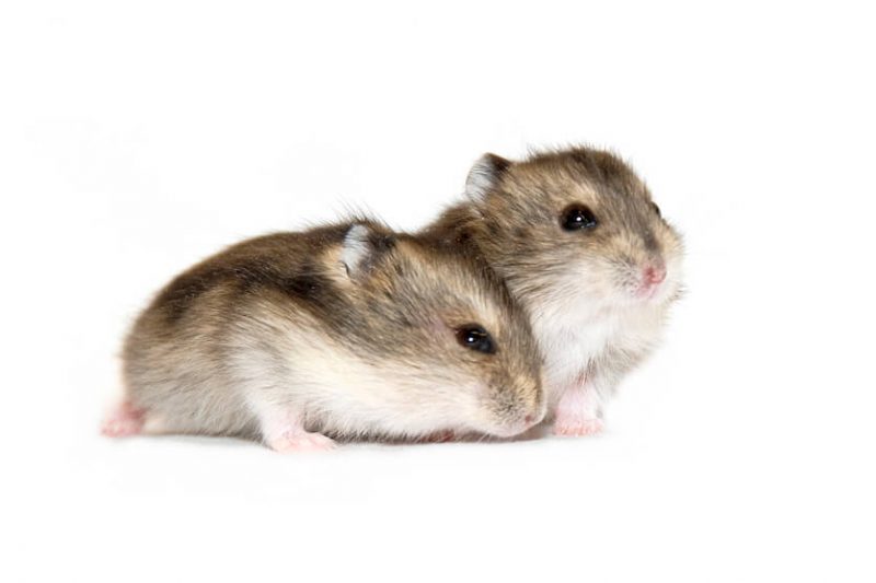 Chinese Dwarf Hamster: Exotic Hamster Breed Guide – Hamsteropedia