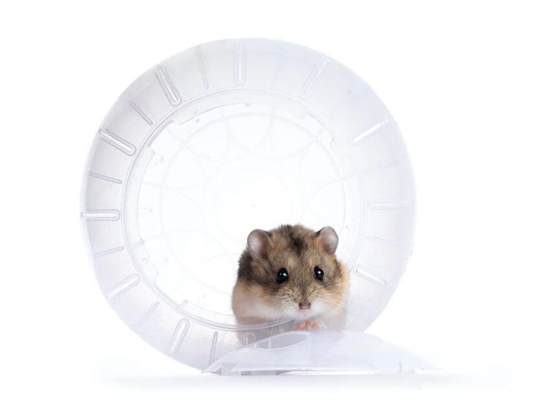 Hamster Ball Selection: What You Need to Know Before Purchasing ...