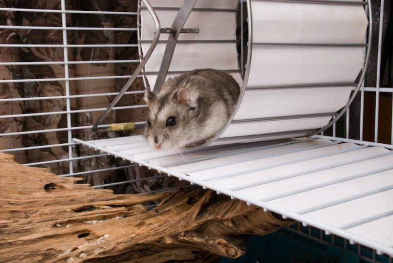 Hamster Wheel Selection: Ultimate Guide – Hamsteropedia