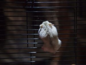 How To Bathe A Hamster – 10 Safe Cleaning Tips – Hamsteropedia