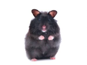 5 Popular Hamster Breeds Compared – Hamsteropedia