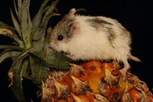 Dwarf Hamster: Big Guide to the Tiniest Hamster Type – Hamsteropedia