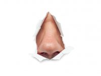 Hamster Skin Infection: Essential Basics To Know – Hamsteropedia