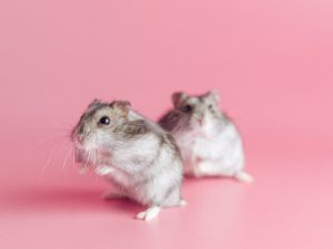 5 Popular Hamster Breeds Compared – Hamsteropedia