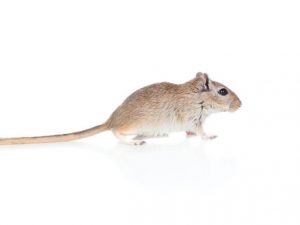 Djungarian Hamster: Everything to Know About the Breed – Hamsteropedia