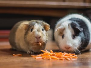 5 Popular Hamster Breeds Compared – Hamsteropedia
