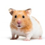 How To Deal With Hamster Bites: Quick Guide – Hamsteropedia