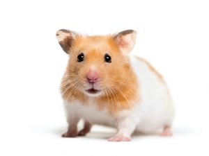 5 Popular Hamster Breeds Compared – Hamsteropedia