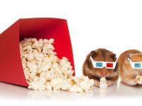 Hamster Diarrhea: Symptoms And Treatment – Hamsteropedia