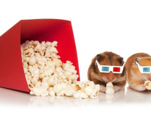 Hamster Body Language: A Quick Guide for New Owners – Hamsteropedia