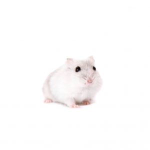 Hamster Mites: How To Treat And Protect Your Pet – Hamsteropedia