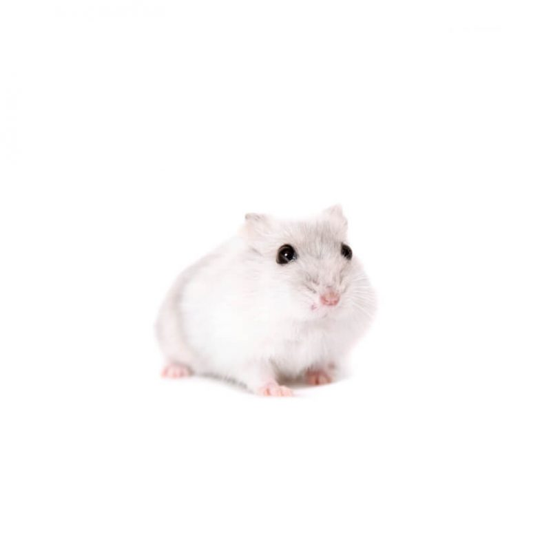 Hamster Body Language: A Quick Guide for New Owners – Hamsteropedia