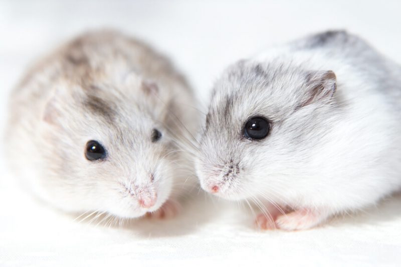 Dwarf Hamster: Big Guide to the Tiniest Hamster Type – Hamsteropedia
