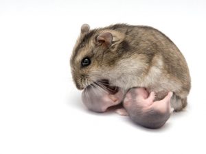 Why Is My Hamster Squeaking? 5 Ways To Figure Out the Fuss – Hamsteropedia
