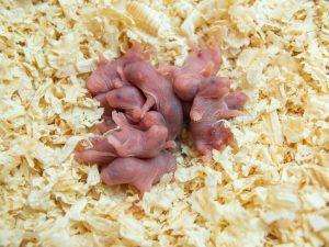 Baby Hamsters: Everything You Need To Know About Care – Hamsteropedia