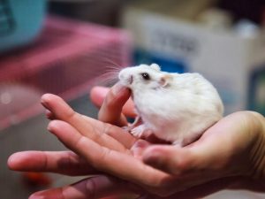 Why Is My Hamster Squeaking? 5 Ways To Figure Out the Fuss – Hamsteropedia