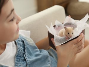 Hamster Temperature: Guide To Keeping Your Pet Warm – Hamsteropedia