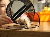 Hamster Maze: Tips And DIY Ideas – Hamsteropedia