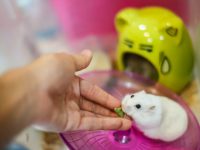 Hamster Body Language: A Quick Guide for New Owners – Hamsteropedia