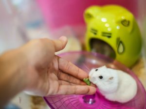 Hamster Diarrhea: Symptoms And Treatment – Hamsteropedia