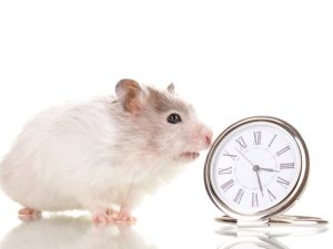 Why Is My Hamster Squeaking? 5 Ways To Figure Out the Fuss – Hamsteropedia