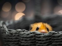 How To Tell If Your Hamster Is Dying? 11 Signs Of A Problem – Hamsteropedia