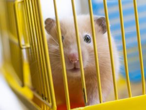 Why Is My Hamster Squeaking? 5 Ways To Figure Out the Fuss – Hamsteropedia