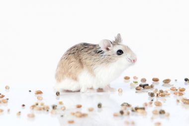 5 Popular Hamster Breeds Compared – Hamsteropedia