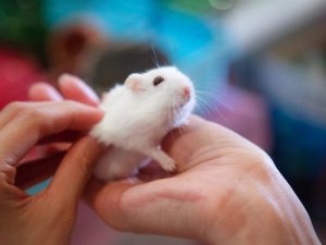 Hamster Body Language: A Quick Guide for New Owners – Hamsteropedia