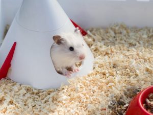 Why Is My Hamster Squeaking? 5 Ways To Figure Out the Fuss – Hamsteropedia