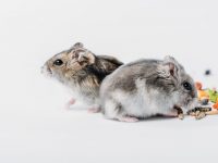 Hamster Diarrhea: Symptoms And Treatment – Hamsteropedia