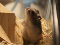 Hamster Mites: How To Treat And Protect Your Pet – Hamsteropedia