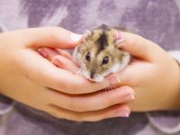 Why Is My Hamster Losing Hair, And What Should I Do About It ...