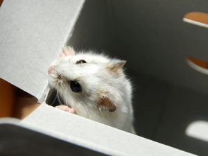 Hamster Body Language: A Quick Guide for New Owners – Hamsteropedia