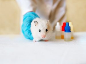 Hamster Body Language: A Quick Guide for New Owners – Hamsteropedia