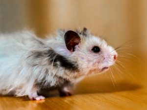 Hamster Body Language: A Quick Guide for New Owners – Hamsteropedia