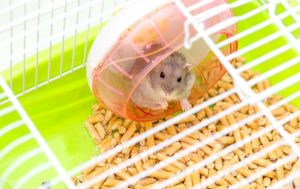 Hamster Body Language: A Quick Guide for New Owners – Hamsteropedia