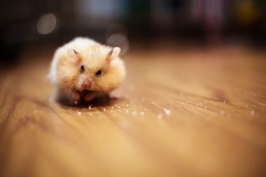 Hamster Body Language: A Quick Guide for New Owners – Hamsteropedia
