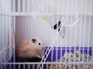 Hamster Body Language: A Quick Guide for New Owners – Hamsteropedia