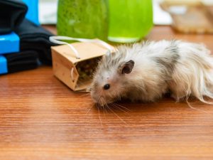 Hamster Body Language: A Quick Guide for New Owners – Hamsteropedia