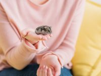 Hamster Diarrhea: Symptoms And Treatment – Hamsteropedia