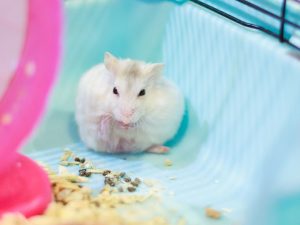 Hamster Body Language: A Quick Guide for New Owners – Hamsteropedia