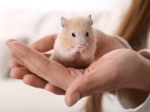Hamsteropedia – Your Medley of Hamster Tips & Tricks