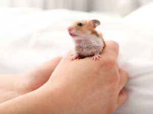 Why Is My Hamster Squeaking? 5 Ways To Figure Out the Fuss – Hamsteropedia
