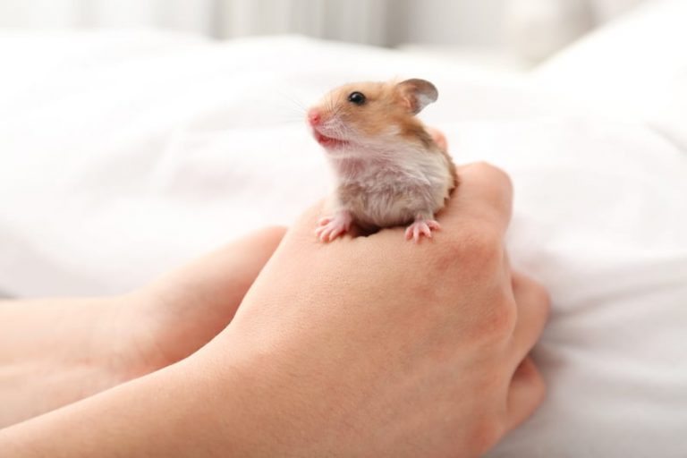 How To Tell the Gender of a Hamster – A Quick Guide – Hamsteropedia