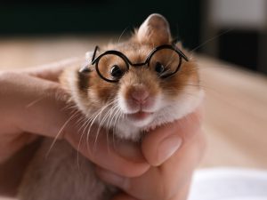 Why Is My Hamster Squeaking? 5 Ways To Figure Out the Fuss – Hamsteropedia